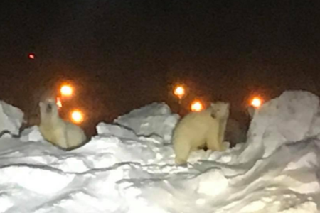 ალასკის აეროპორტში პოლარული დათვები შეიჭრნენ - ვიდეო | sarkenews.ge