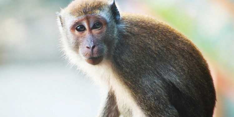 რუსთაველ 6 წლის ბავშვს მაიმუნმა უკბინა | sarkenews.ge